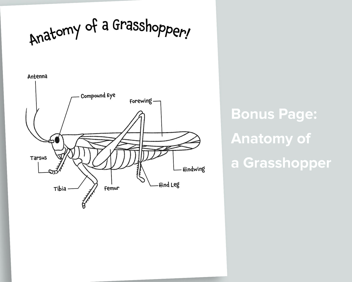 Grasshoppers Letter Pack – Mornings Together