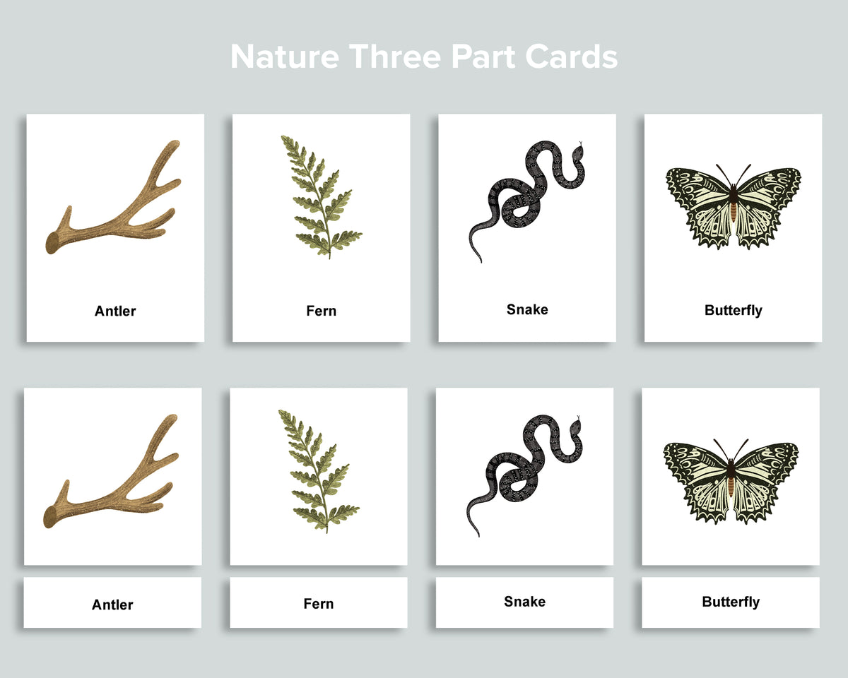 Editable Nature Flashcards (Three Part Cards) – Mornings Together