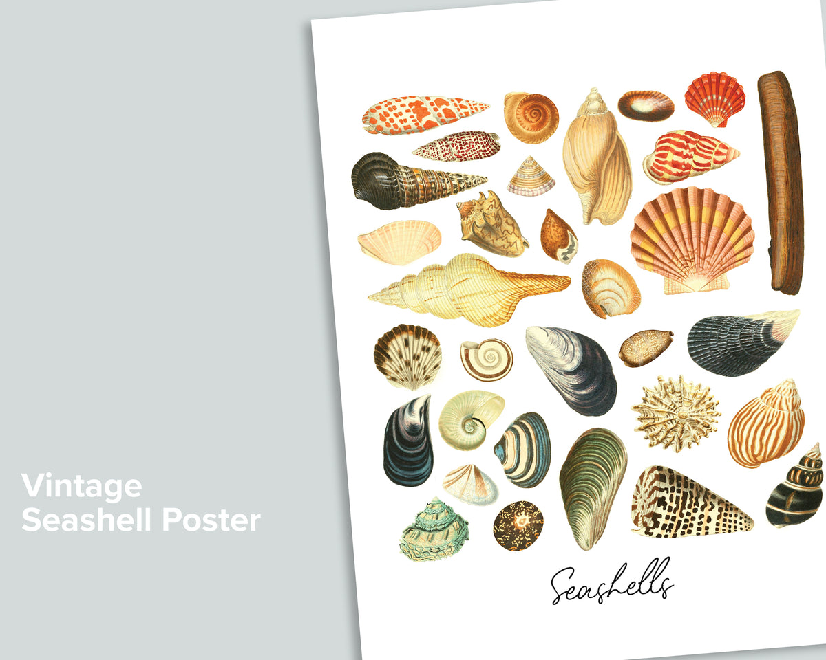 Vintage Shell Print – Mornings Together