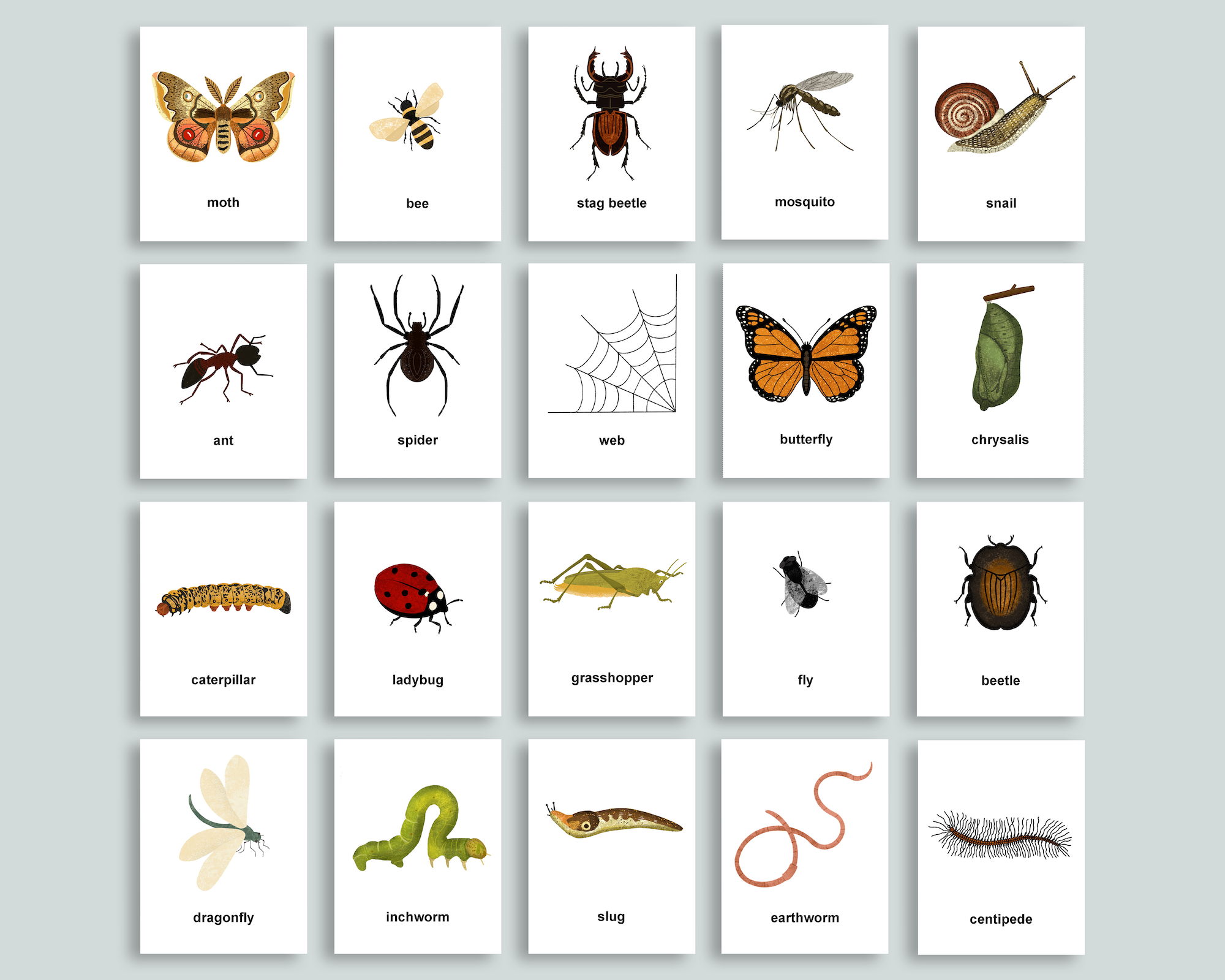 Editable Bug Flashcards – Mornings Together